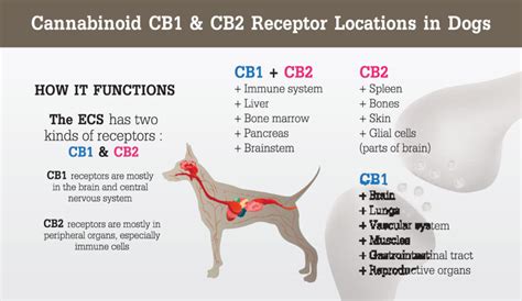 Who Has The Best Cbd Oil For Dogs