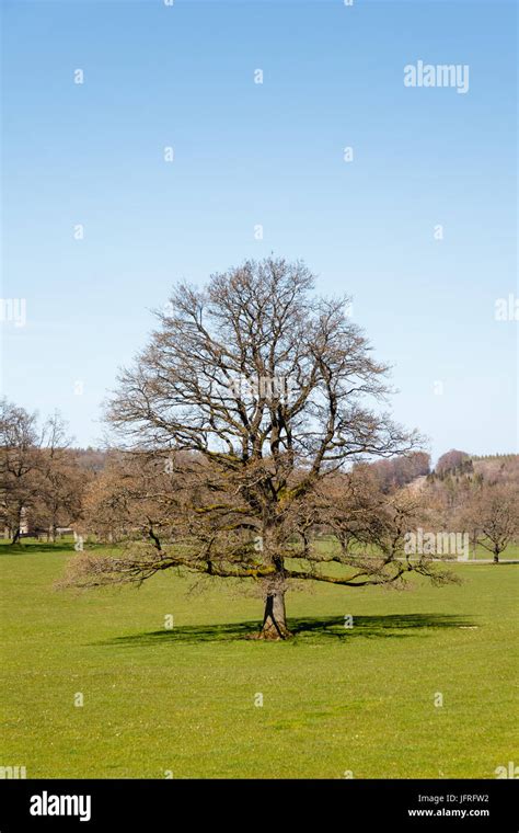 Winter Tree Isolated Tree Without Leaves Pictured In Winter Stock Photo Alamy