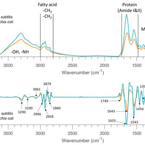 Mean Ftir After Applying Asymmetric Least Squares Smoothing To Remove Download Scientific