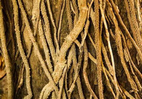 Tree Root Texture Stock Image Image Of Green Garden 30657583