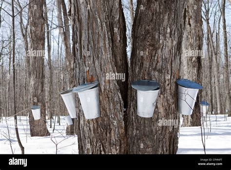 Maple Tree Sap Collected In Pails Maple Syrup Quebec Stock Photo Alamy