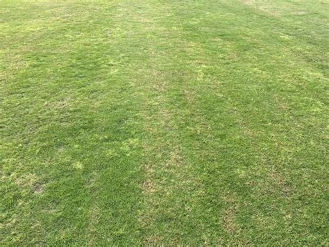 Selection Number One Garden Grass At ₹ 5sq Ft Natural Grass In New