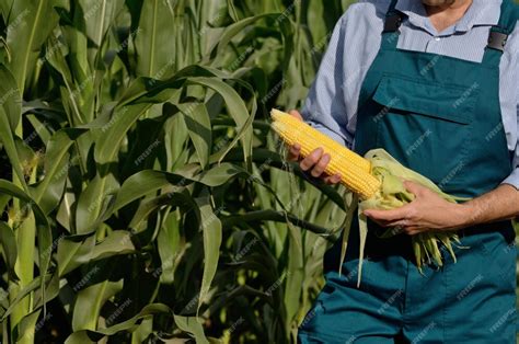 Premium Photo Middle Age Farmer Hold Fresh Organic Corn Cobs In His Hands Harvest Care Concept