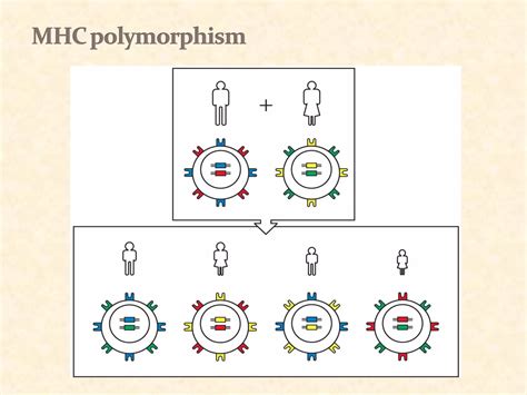 Antigen Processing Presentation Ppt