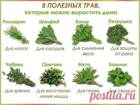 Одноклассники | травы | Постила