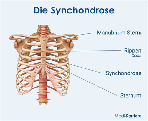 Synchondrose Definition Anatomie Und Funktion Medi Karriere