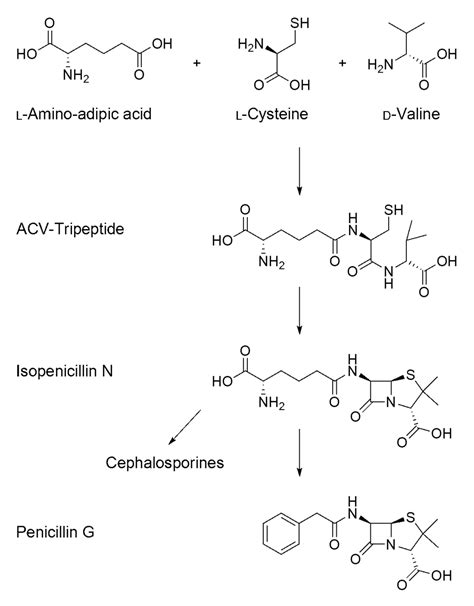 Filepenicillin Biosynthesispng Wikimedia Commons