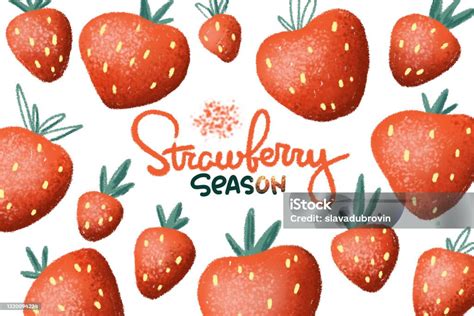 레드 스트로베리 프리핸드 디지털 일러스트 배경 딸기 시즌 자필 글자 흰 배경에 딸기를 곁들인 글자 잘 익은 빨간 딸기여름 배너 템플릿 여름 디저트 6월에 대한 스톡 벡터