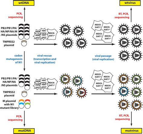 Scheme For Deep Mutational Scan Dms Of The M1 Gene In X31 Virus The