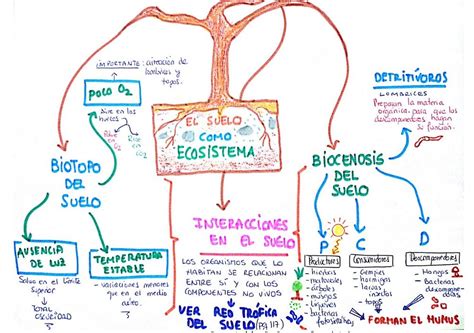 Funcionamiento De Un Ecosistema Ecosistemas Mapa Conceptual Tipos Images