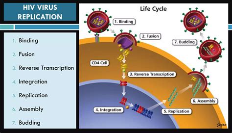 Pathophysiology Of Hiv Aids Pdf