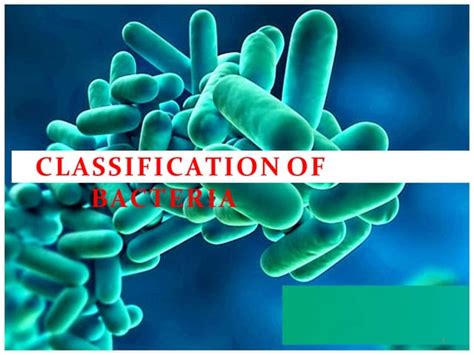 Classification Of Bacteria Based On Temperature Ph And Oxygen Reqiurement Doc Pdf Pdf