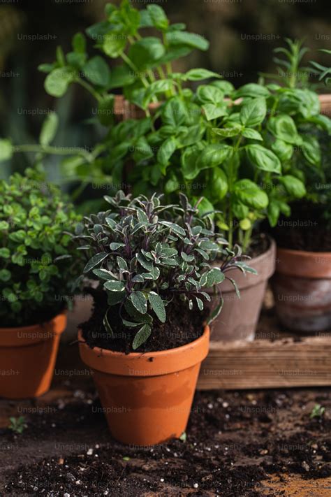 나무 테이블 위에 앉아 있는 화분 그룹 사진 Unsplash의 오레가노 이미지