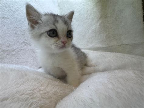 브리티쉬숏헤어성격 크기 특징 털빠짐 수명 네이버 블로그