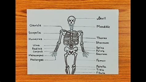 Skeletal System Diagram Easy To Draw Skeletal Human System S