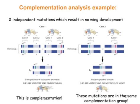 Genetics Chapter 4 Flashcards Quizlet Genetics Chapter 4 Flashcards Quizlet