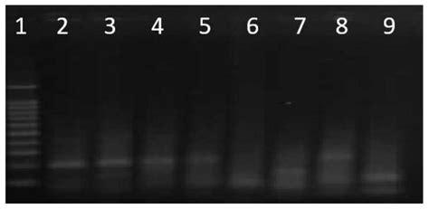 Rpa Primer Probe Combination Kit And Detection Method For Detecting Transgenic Corn Dbn9958