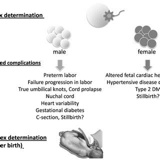 Primary Sex Rate Is Determined At Birth However Along Gestation Download Scientific Diagram