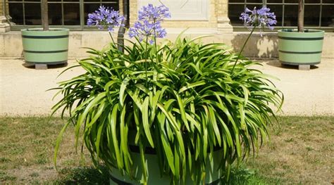 How To Plant Grow And Care For Agapanthus