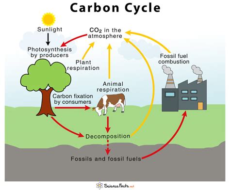 How Do Trees Remove Carbon Dioxide From The Atmosphere At Martin