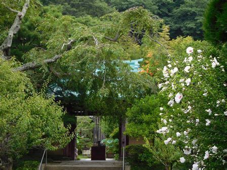 鎌倉光則寺の今は 2016 7 風に吹かれて鎌倉見聞 2023