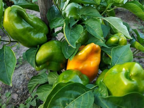 Уход за перцем в открытом грунте в августе Ускоряем налив и созревани Сад дача огород Постила