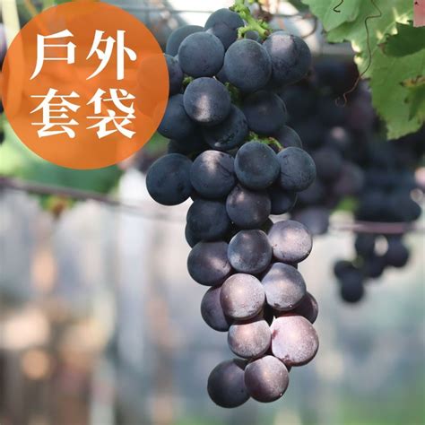彰化溪湖 夏韻玉珠巨峰葡萄 Goods好東西