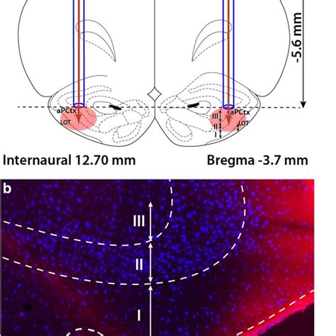 Site Of Intracranial Injection In The Anterior Piriform Cortex Apctx Download Scientific