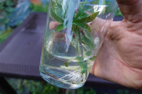 130 Bouture Passiflore Photos Taleaux Et Images Libre De Droits Istock