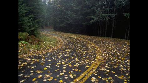 کلیپ طبیعت پاییزی بارانی