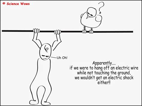 Bird On A Wire Dr Hows Science Wows