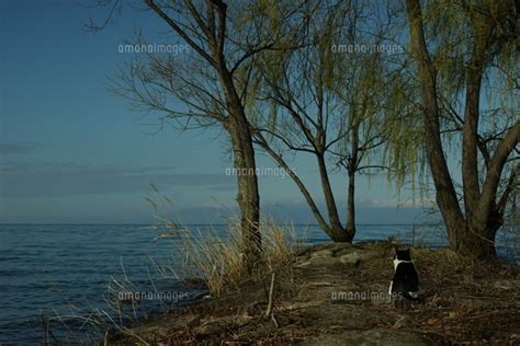 滋賀長浜の豊公園で琵琶湖を眺める地域猫の写真素材 FYI07478258 ストックフォトの Qlean Marketキュリンマーケット