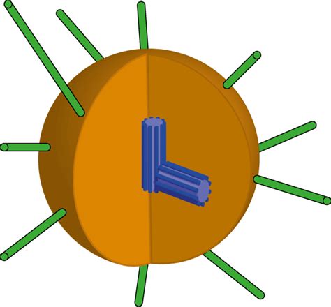 Schematic Picture Of The A Centrosome Gdpr Impact Clipart Full Size