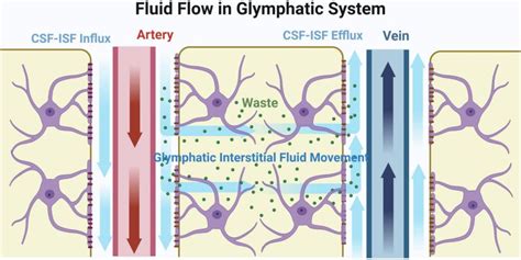 Here Is A Great Article That Was Just Published On The Glymphatic System Deanna Minich Ms