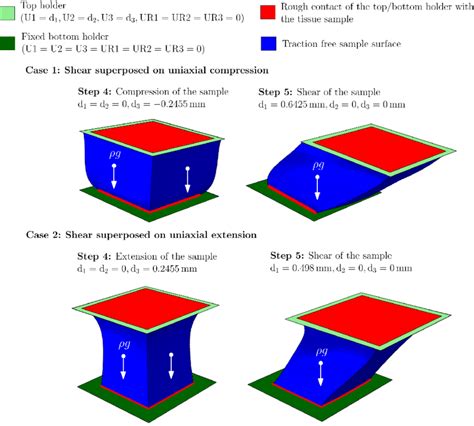 Shear Define Medical At Audrey Cunningham Blog