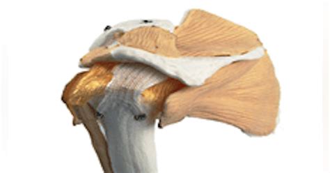 comsol simulations help improve the molding of biodegradable soft