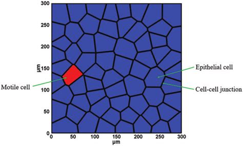 Geometry Model Of The Epithelial Monolayer Sheet Download Scientific