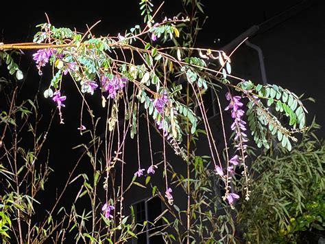 Indigofera Pendula Gardening