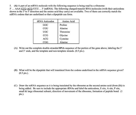 5 A A Part Of An Mrna Molecule With The Following Sequence Is Being