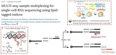 Mehdi Goudarzi Phd On Linkedin Multi Seq Sample Multiplexing For Single Cell Rna Sequencing