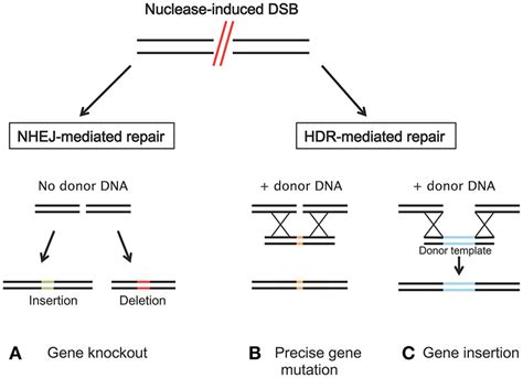 Schematic Illustration Of Zinc Finger Nuclease ZFN Structure And