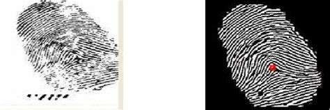 Figure 2 From A Novel Method For Fingerprint Core Point Detection