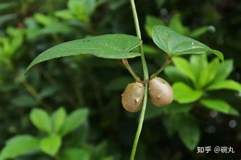 零余子 山药豆的日本故事 知乎