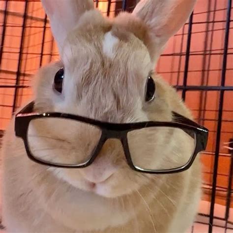 Nerd Bunny Pfp Nerd Glasses Funny Nerd Cat Glasses