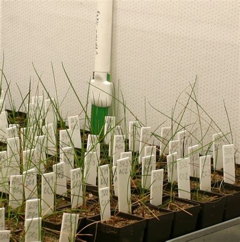 Functional Ecology Plain Language Summaries For Every Paper Published In Functional Ecology