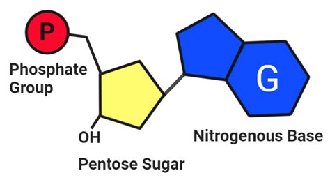 Phosphate Group In Dna