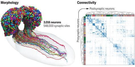 The Connectome Of An Insect Brain Science