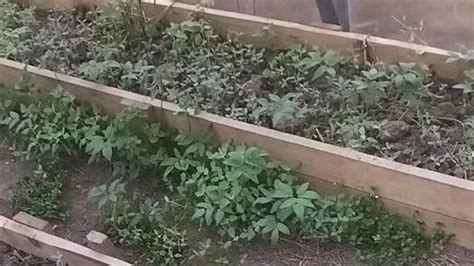 Деревенский дневник москвички Табачная шашка для теплицы лучшее средство обеззараживания