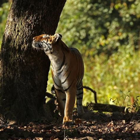 Bengal Tiger Facts Diet Habitat And Pictures On Animaliabio