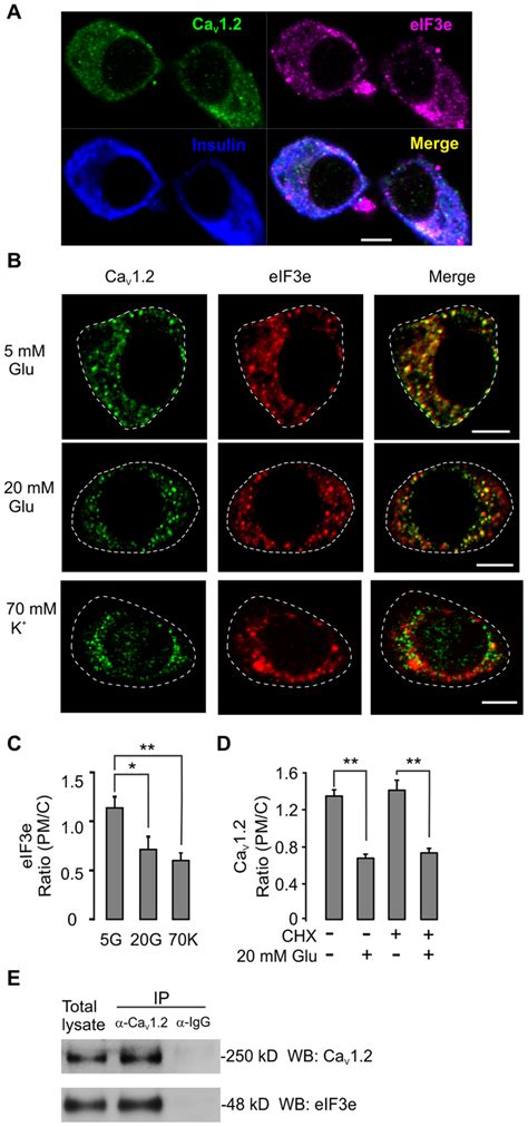 Eukaryotic Translation Initiation Factor 3 Subunit E Eif3e Is Download Scientific Diagram